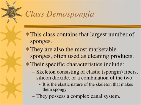 Ppt Classes Of Sponges And Sponge Anatomy Notes Powerpoint Presentation Id1705720