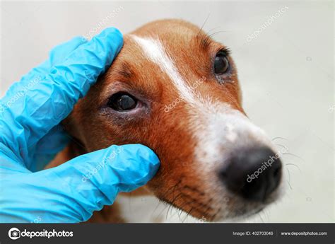 How Do You Treat Blepharitis In Dogs