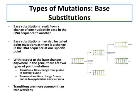 What Type Of Mutation Is A Substitution Mutation At Roy Wall Blog What Type Of Mutation Is A Substitution Mutation At Roy Wall Blog