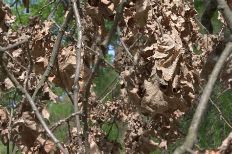 에 건조 오크 잎의 모자이크는 분기에 한 움 큼 여름 단풍의 흐린 배경에 0명에 대한 스톡 사진 및 기타 이미지 0명 가리기 가을 단풍 Istock