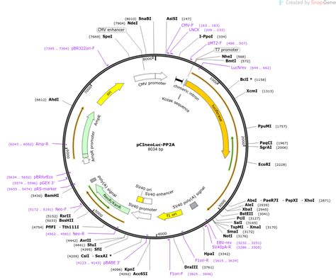 Addgene Pcineoluc Pp2a
