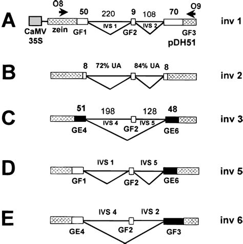Mini Exon Splicing And Intron Swap Constructs A Inv1 A Region Of Download Scientific Diagram