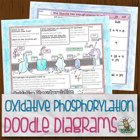 Oxidative Phosphorylation Worksheet Printable Word Searches