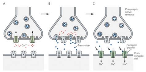 Lecture 3 Neurotransmitters And Neuromodulators Flashcards Quizlet