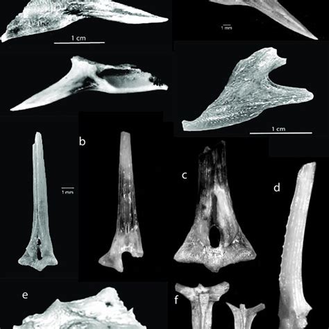 Paratypes Of Ameiurus Grangerensis Sdsm 86755 A Four Fragments Of Download Scientific