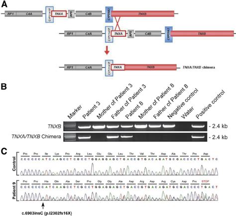 Mutation Analysis Of The Tnxb Gene In Cah X Patients A Schematic Of