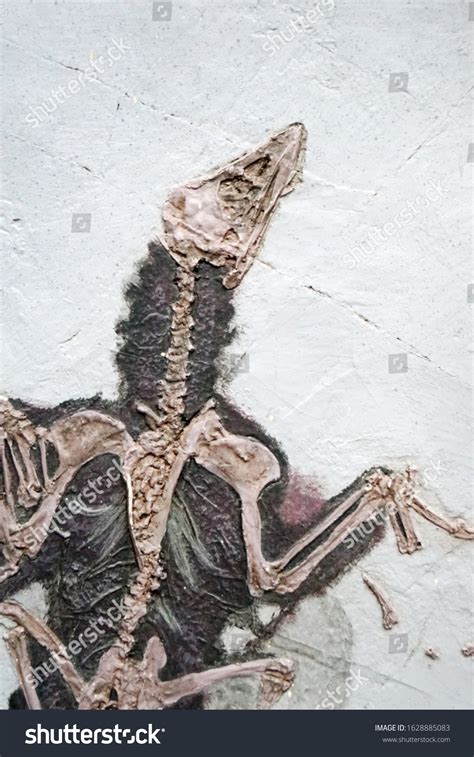 Closeup Fossilized Scary Petrified Archaeopteryx Transitional Stock