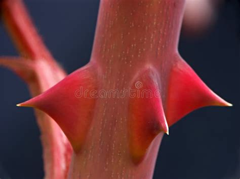 Three Thorns Stock Photo Image Of Rose Stem Three Point
