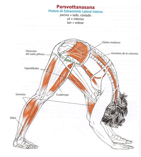 leslie kaminoff l - Buscar con Google | Yoga anatomy, Yoga asanas, Yoga ...