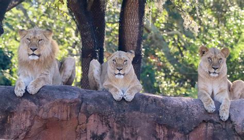 Walt Disney World Adds New Lions To Animal Kingdom Theme Park Prior To