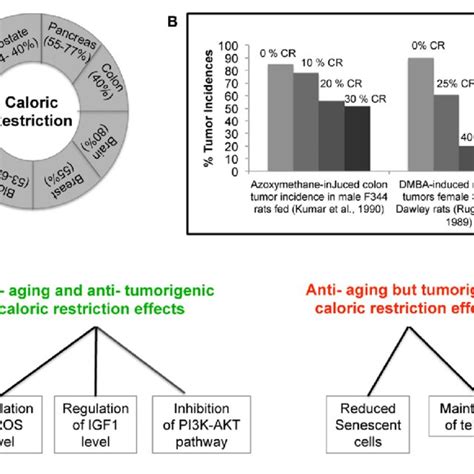 Caloric Restriction Cr And Cancer A Cr Effectively Inhibits