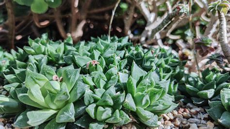 즙이 많은 에히베리아 꽃 집 식물 의 다양한 유형 상단보기 배경 0명에 대한 스톡 사진 및 기타 이미지 0명 꽃 식물 다발 Istock