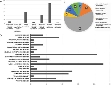 Classification Of The Identified Proteins By Molecular Function A