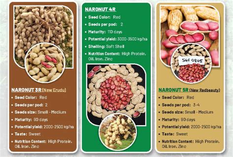 Uganda Releases Three New Groundnut Varieties Innovation Lab For Peanut