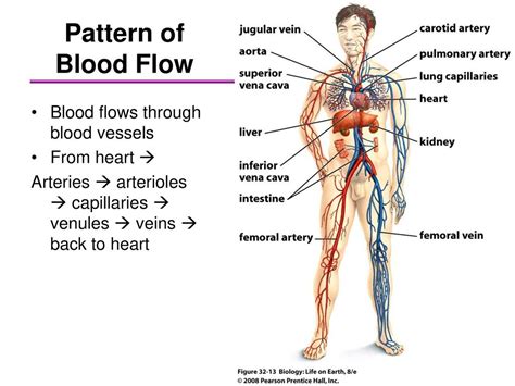 Lecture For Chapter 32 Circulation Ppt Download