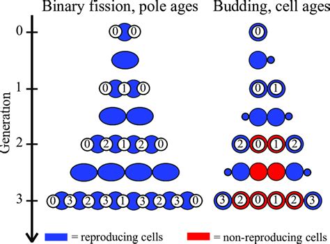 Binary Fission Diagram
