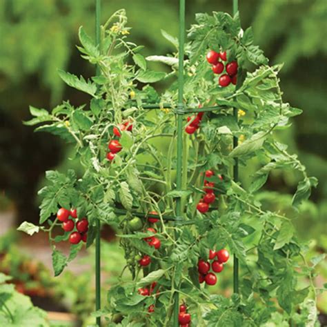 Tomato Cage Plant Support Plant Supports Garden Health