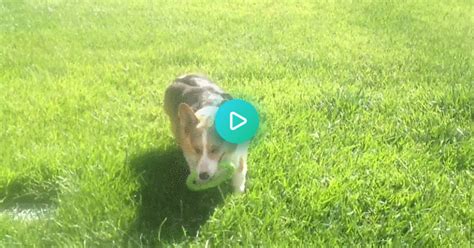 playing fetch with a pro on imgur