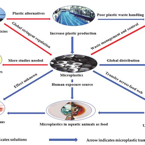 Pathways Of Human Exposure To Microplastics Download Scientific Diagram