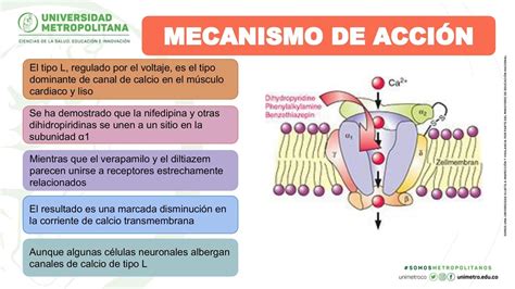 Dihidropiridinas Mecanismo De Acción Usos Y Efectos Secundarios