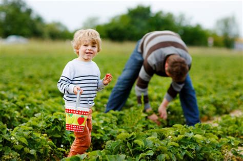 여름에 유기농 바이오 베리 농장에서 딸기를 따기와 먹는 유치원 어린 소년과 아버지의 행복한 가족 잘 익은 건강한 딸기를 들고 따뜻한 화창한 날에 아이와 남자 2 3 살에