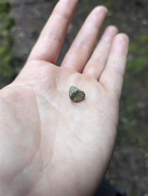 Tooth Spike Fossil R Fossilid