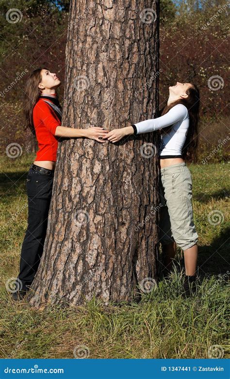 Big Pine Tree Stock Image Image Of Pair Color Grass