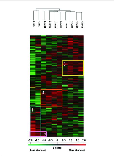 heatmap illustrating hierarchical clustering obtained after analysis