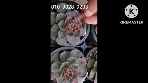 221031황홀한연꽃금 Youtube