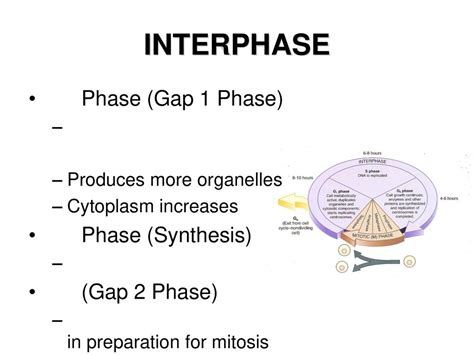 Cell Theory All Living Things Are Made Of Cells Ppt Download