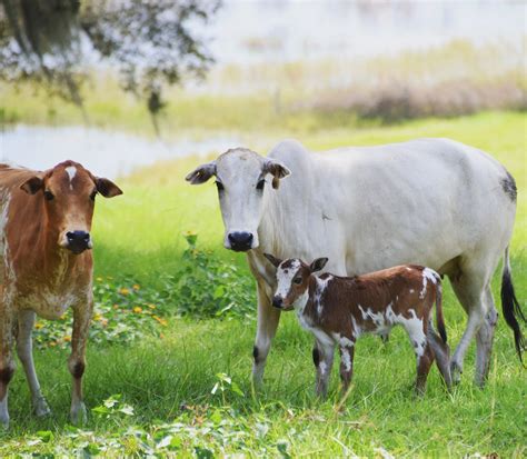 Miniature Zebu For Sale Georgia At Robert Curl Blog