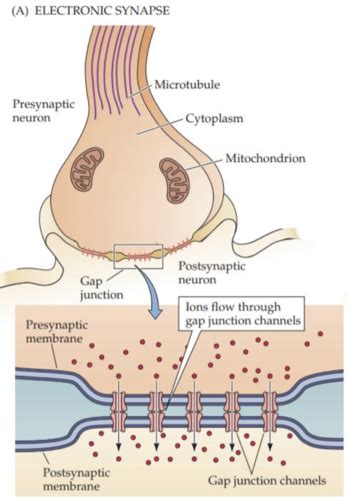 Neural Components And Networks 22 Flashcards Quizlet