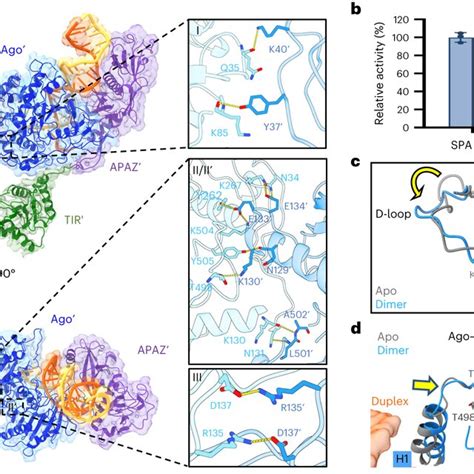 Guide Target Duplex Binding Activates Sparta A The Structures Of Download Scientific Diagram