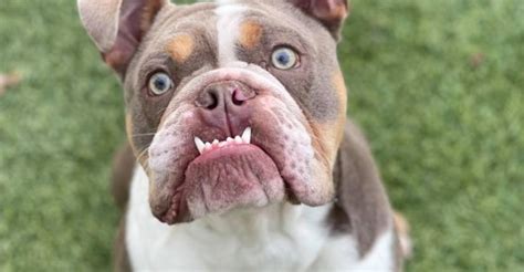 12 Dog Breeds That Struggle With Behavioral Issues And How To Manage Them