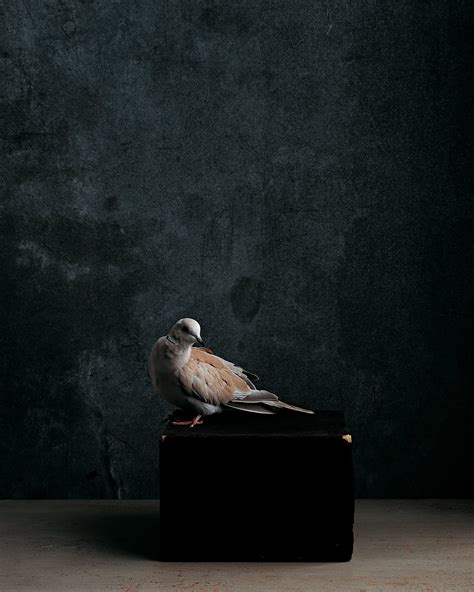 Still Life — Ayesha Patel