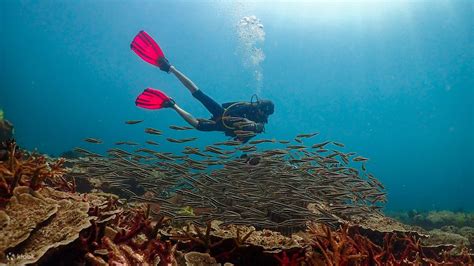 Padi 5스타 다이브 센터와 함께 보르네오에서 E 러닝을 통해 Padi 오픈워터 다이버를 배우세요 클룩 Klook 한국