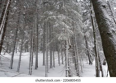 9 885 Snow Covered Trees Drawing Images Stock Photos Vectors Shutterstock