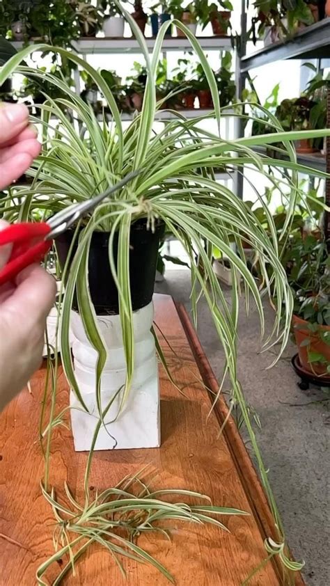 Felicia Keck On Instagram I Love Seeing Spider Plants With All Of The