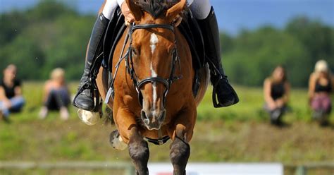 Équitation Cso De Widensolen Dan Eschmann La Jeunesse Au Pouvoir