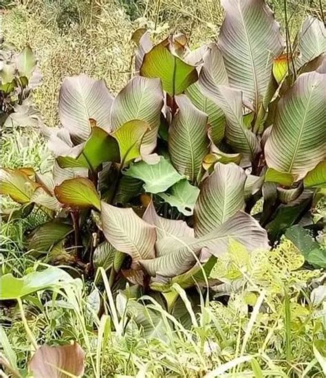 Cara Menanam Ganyong Supaya Umbinya Besar Tani Untung