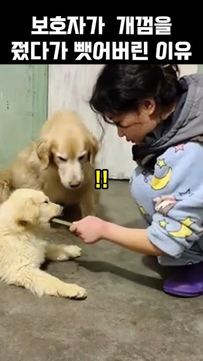 줄까 말까 보호자가 개껌을 줬다가 뺏어버린 이유 Youtube