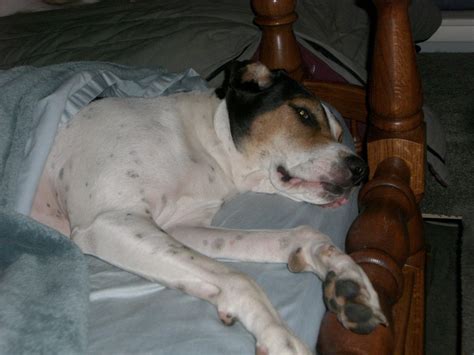 Treeing Walker Coonhound Information And Photos ThriftyFun