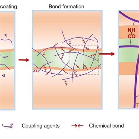 Adhesive Molecules Bind With Tissue Via Covalent Interactions Of Download Scientific Diagram