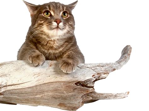 Кота без фона картинки и фото Koshka Top