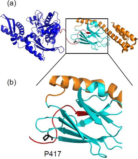 Figure 1 From Mutations In The Yeast Hsp70 Ssa1 At P417 Alter Atp