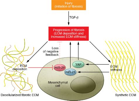 Figure 1 From The Ecm As A Driver Of Fibrosis Progression Semantic