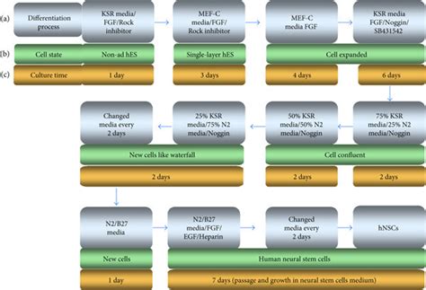 Flow Chart Of Method Used To Obtain Neural Stem Cell Like Cells Derived