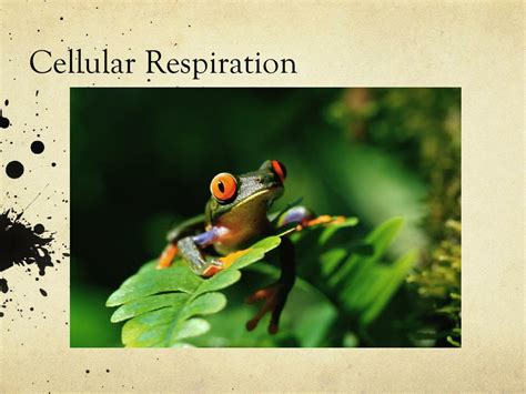 Ppt Cellular Respiration Powerpoint Presentation Free Download Id