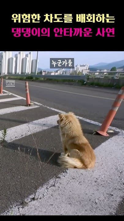 이런 댕댕이의 모습에 눈물나고 화가납니다 Youtube