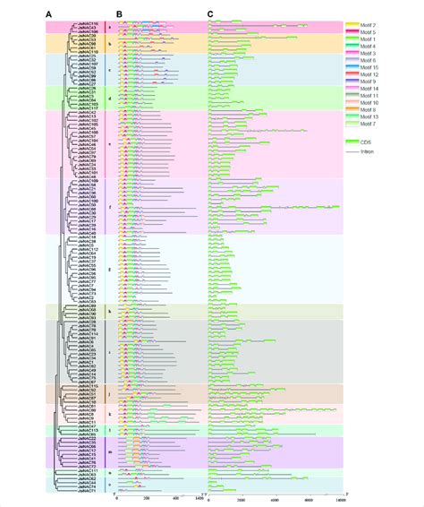 Gene Structure And Conserved Protein Motif Structure Of Jsinac Genes Download Scientific